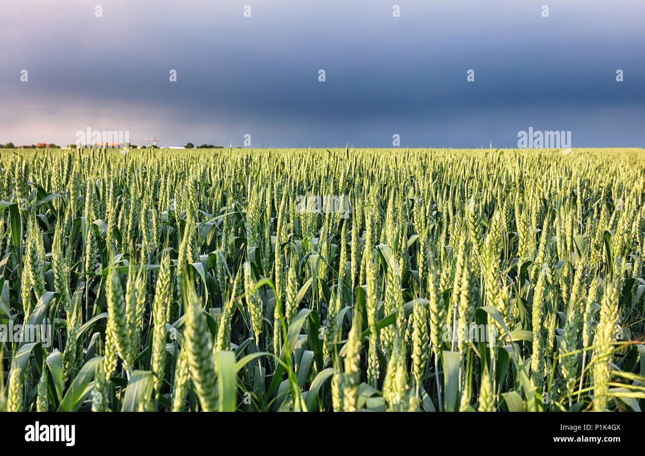Wheat field with storm - Agriculture Stock Photo - Alamy