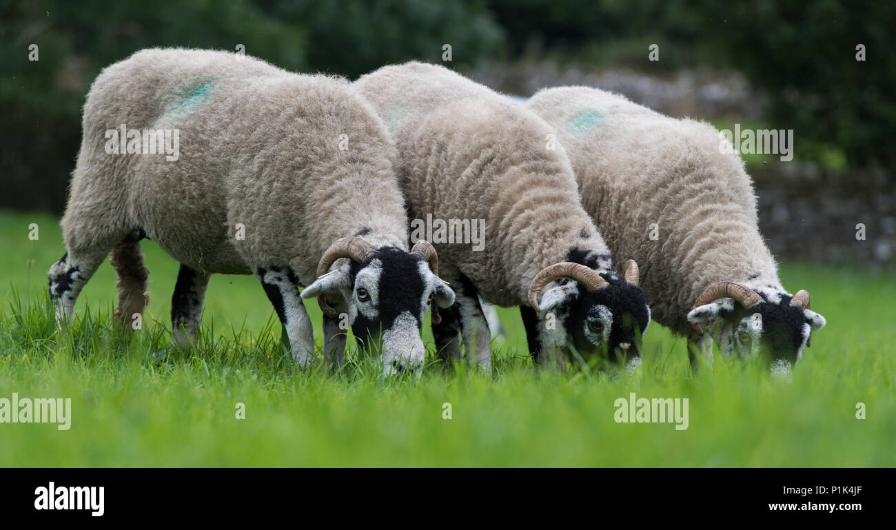 Group of swaledale sheep hi-res stock photography and images - Alamy