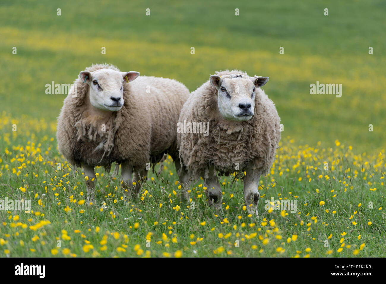 Texel rams in wildflower meadow, Yorkshire, UK Stock Photo - Alamy