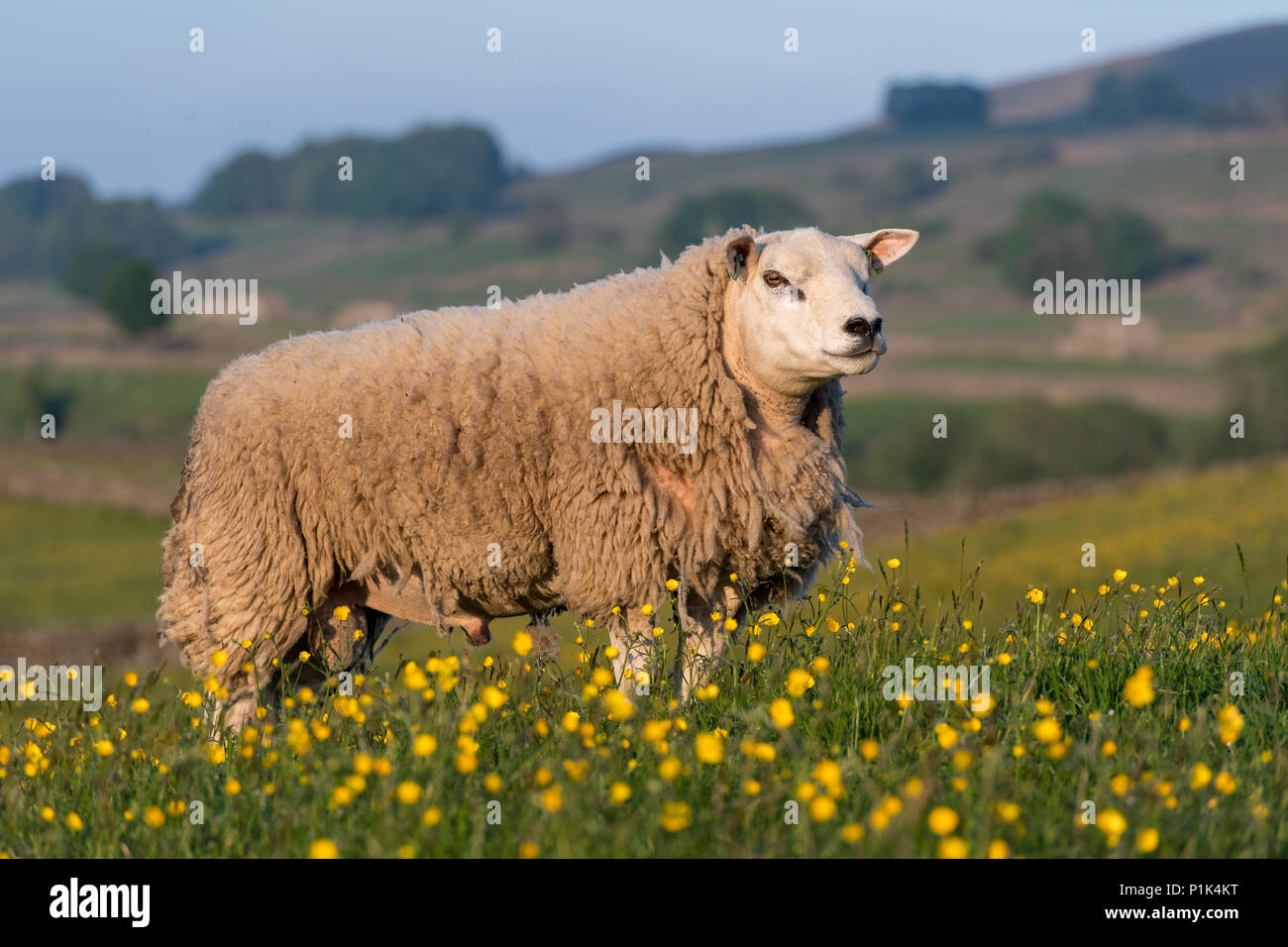 Texel rams in wildflower meadow, Yorkshire, UK Stock Photo - Alamy