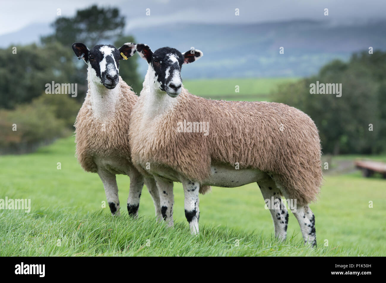 North of England mule gimmer lambs in pasture before being sold at ...