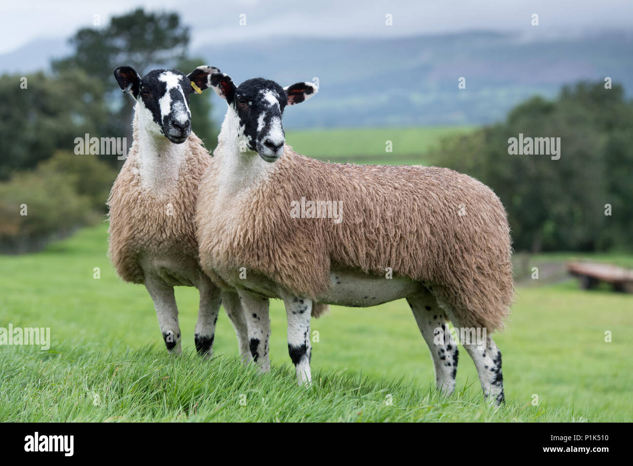 North of England mule gimmer lambs in pasture before being sold at ...