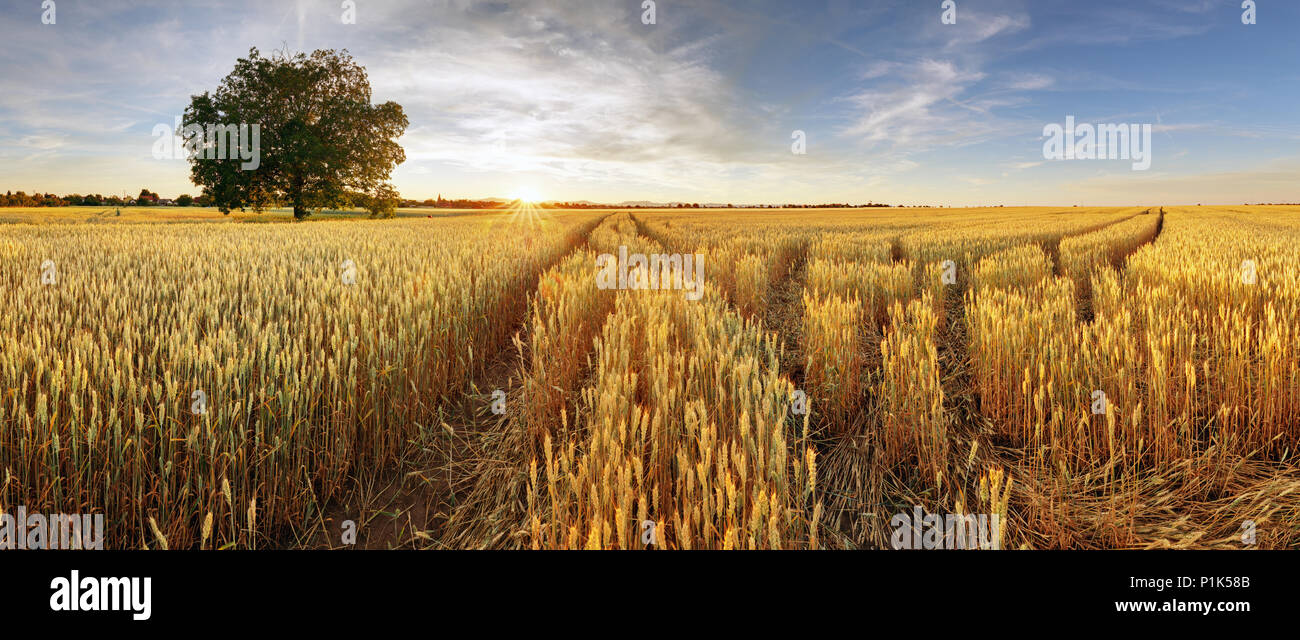 Wheat field tree sunset hi-res stock photography and images - Alamy