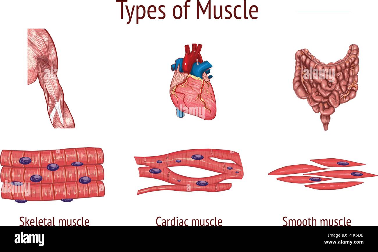 vector illustration of a Types of Muscle Stock Vector Image & Art - Alamy