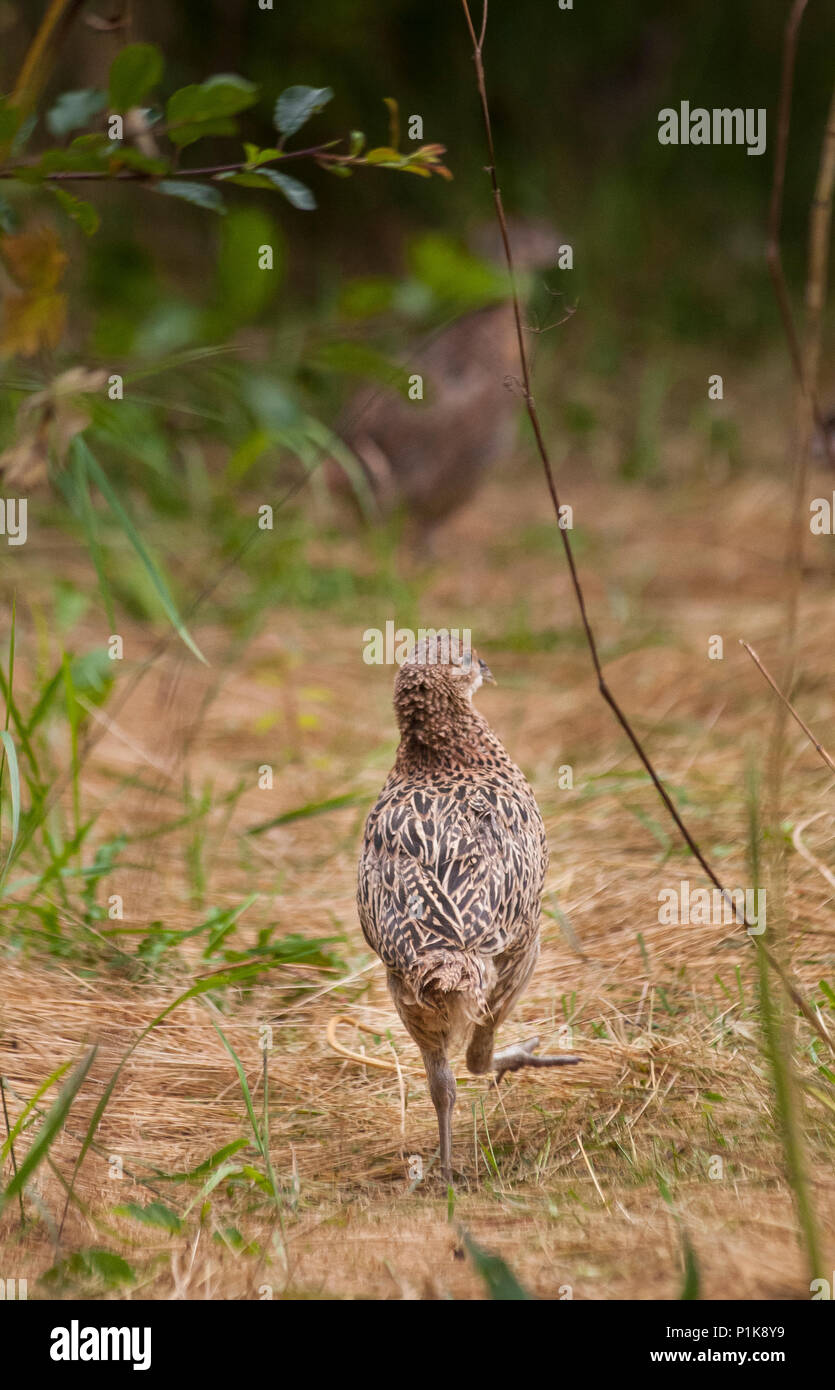 Pheasant chicks hi-res stock photography and images - Alamy