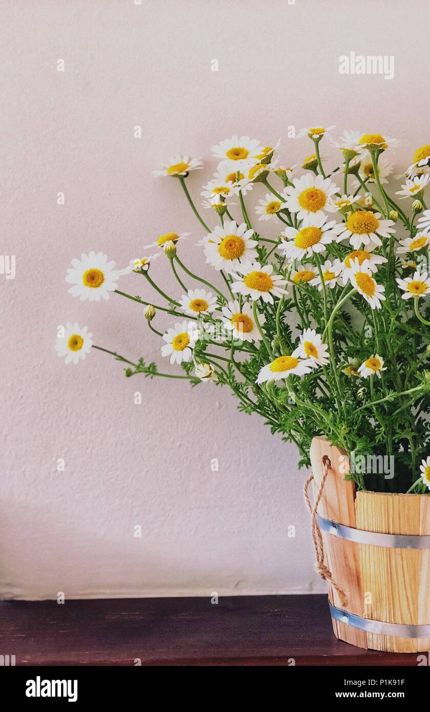 Daisies growing in a wooden bucket Stock Photo - Alamy