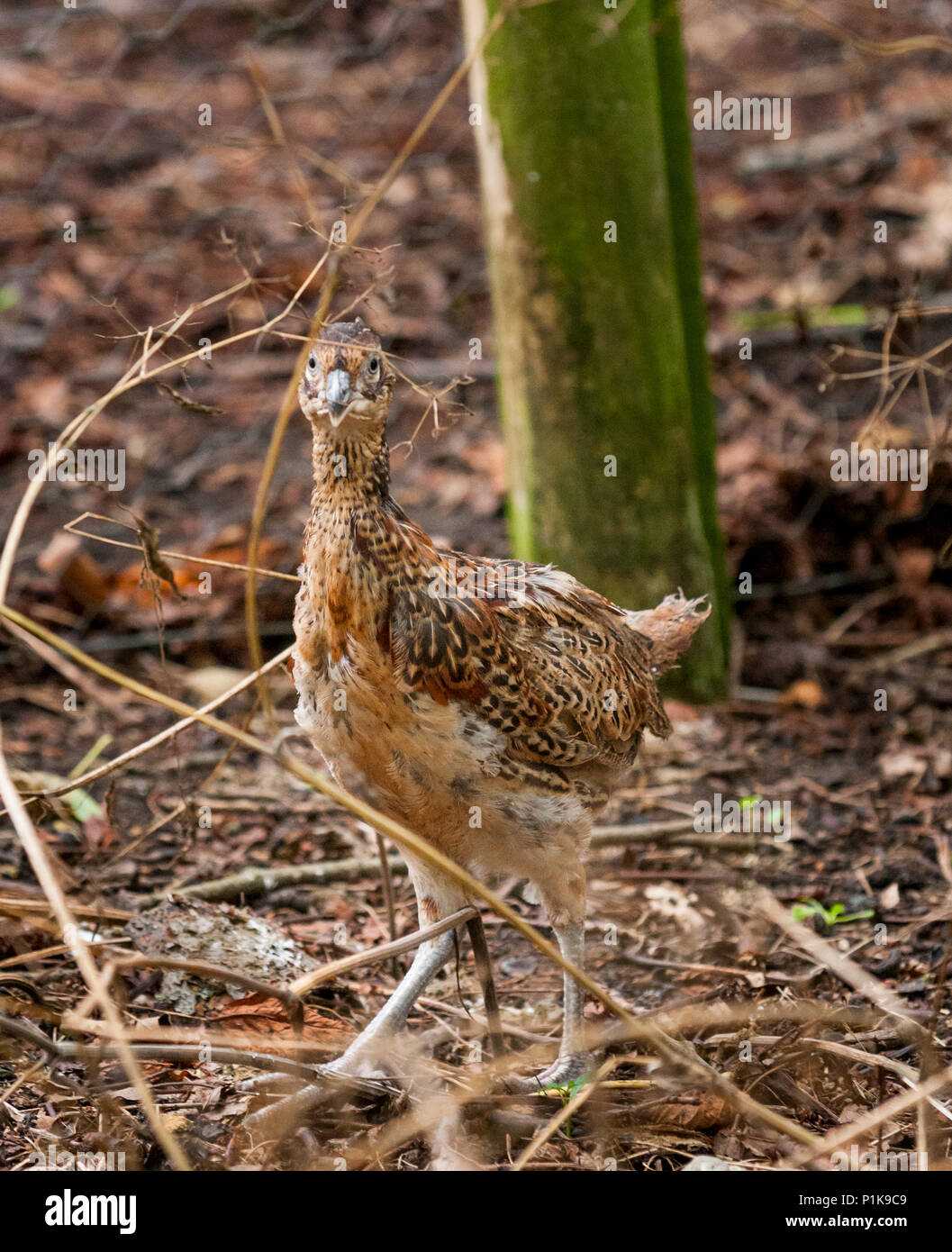 Seven week old pheasant chicks, often known as poults, after just being ...