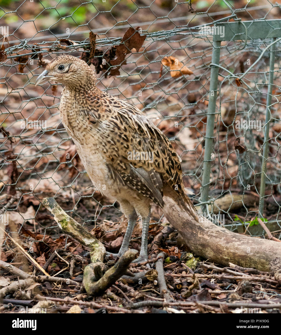 Pheasant chicks hi-res stock photography and images - Alamy