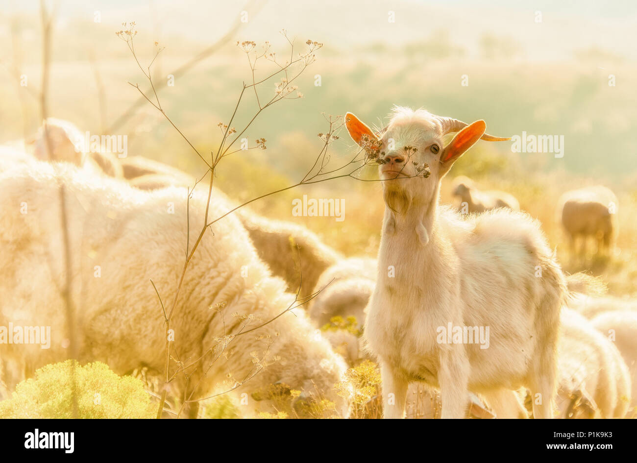 Baby goat in a field of sheep Stock Photo - Alamy
