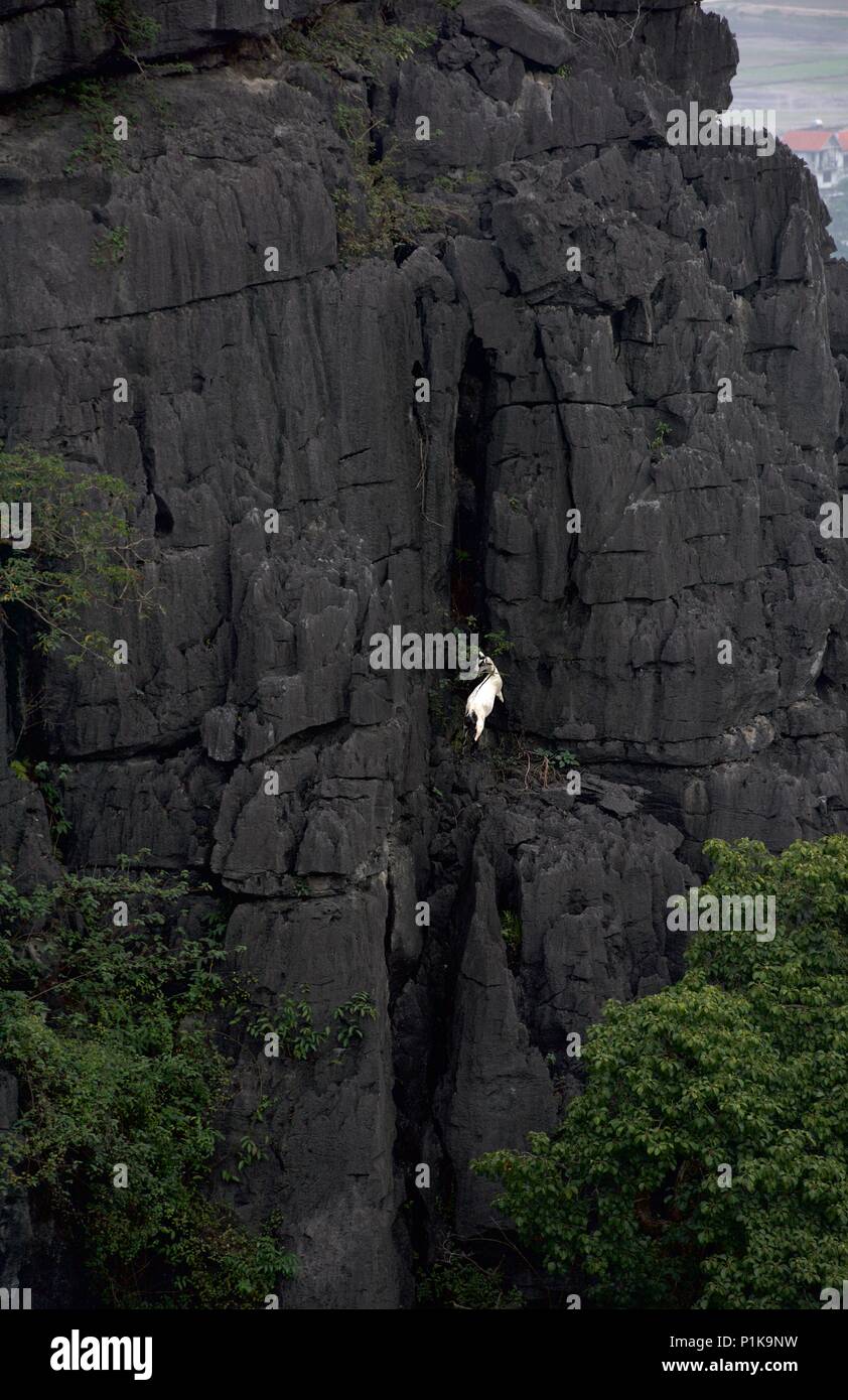 Goat climbing mountain hi-res stock photography and images - Alamy
