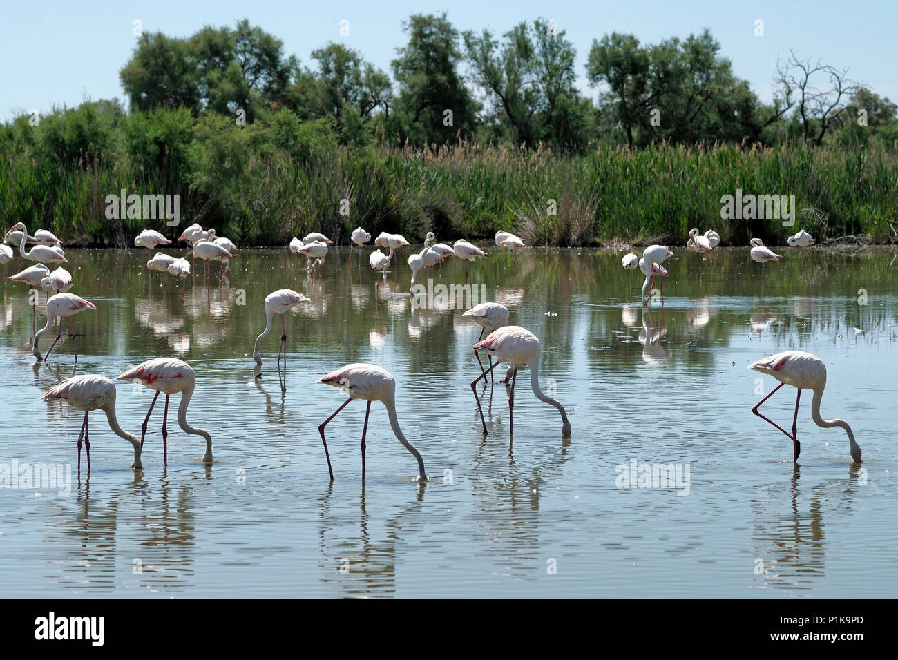 Flamingos feeding in shallow water hi-res stock photography and images ...