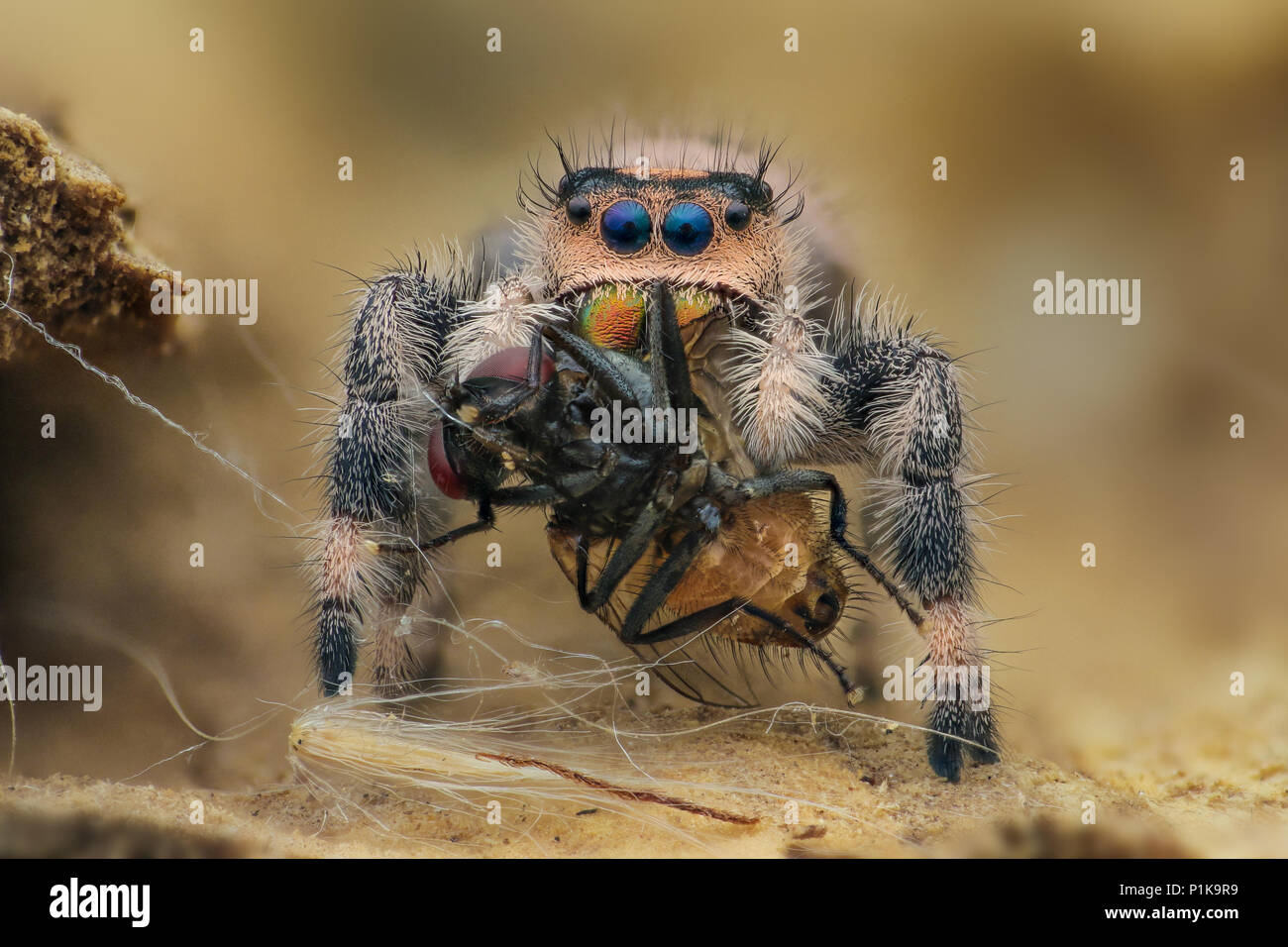 Spider eating an insect Stock Photo - Alamy