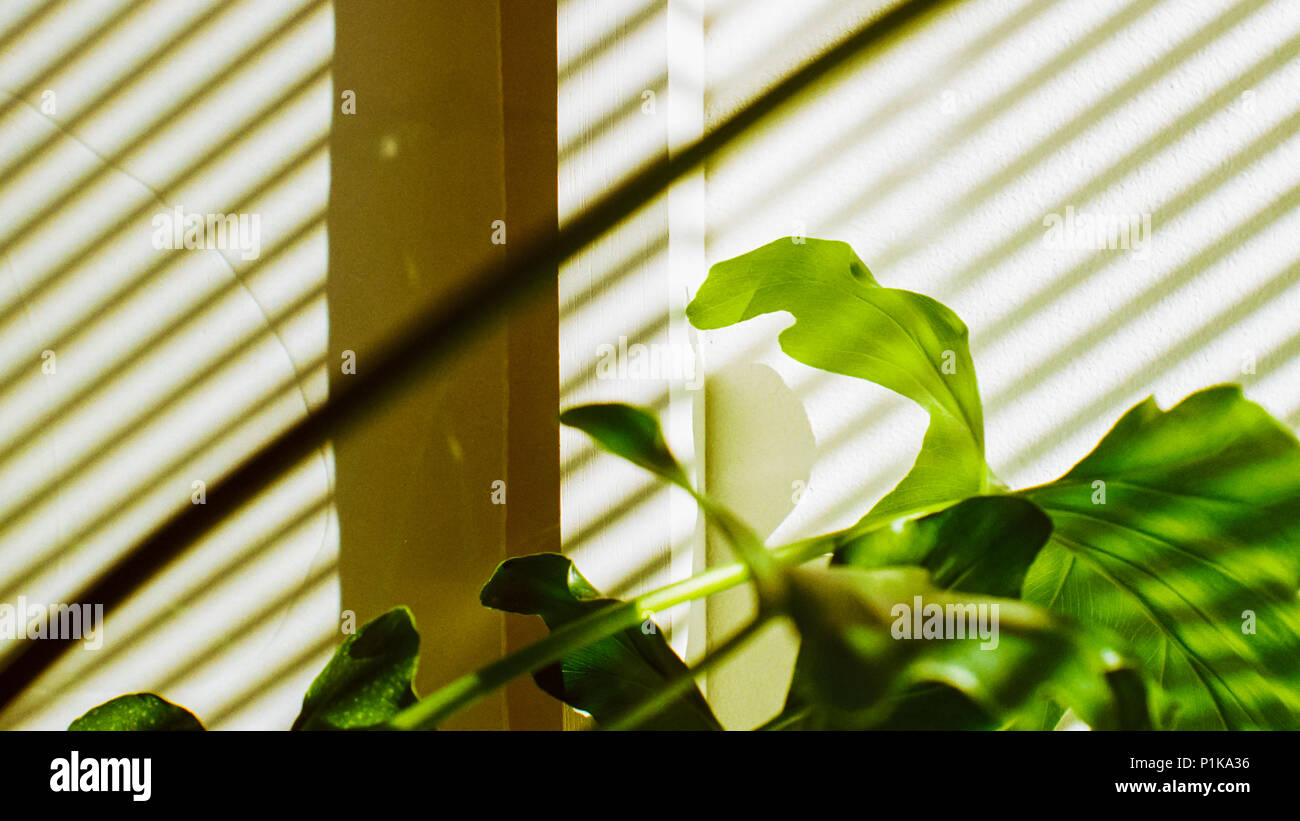 Venetian blind shadow on a potted plant Stock Photo - Alamy