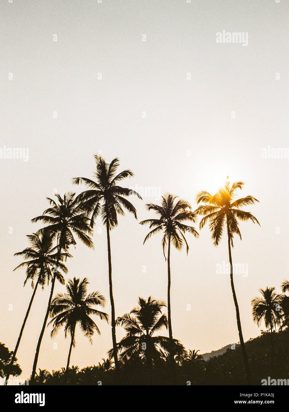 Palm trees goa sunset hi-res stock photography and images - Alamy