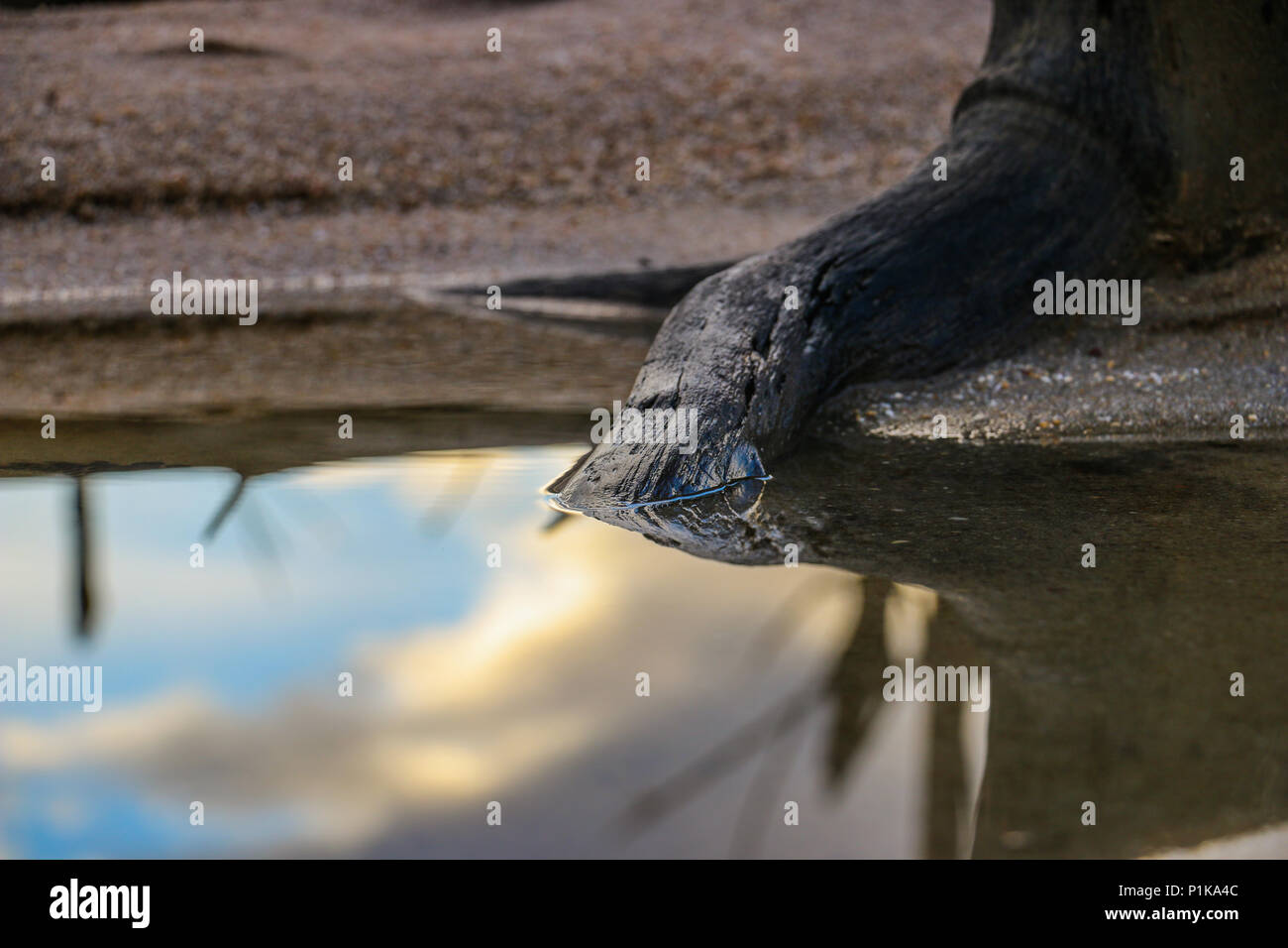 Africa Tree Root High Resolution Stock Photography and Images - Alamy