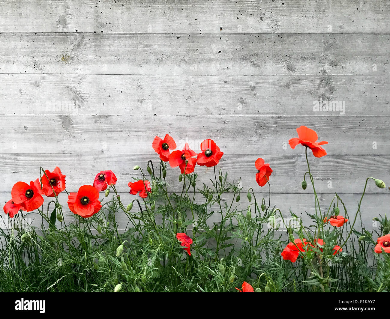 red poppy flowers next to a gray concrete wall Stock Photo - Alamy