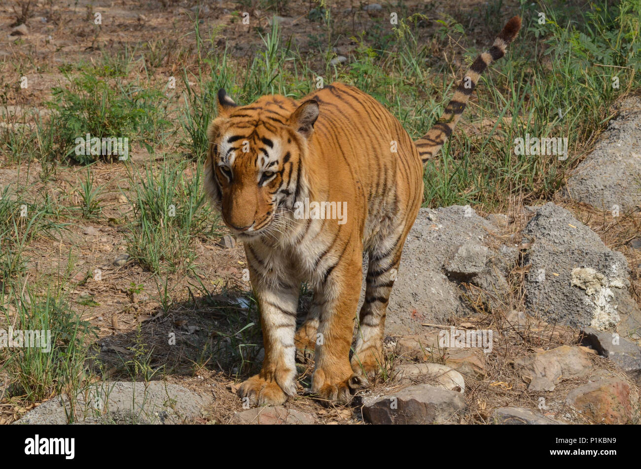 Tiger feces hi-res stock photography and images - Alamy
