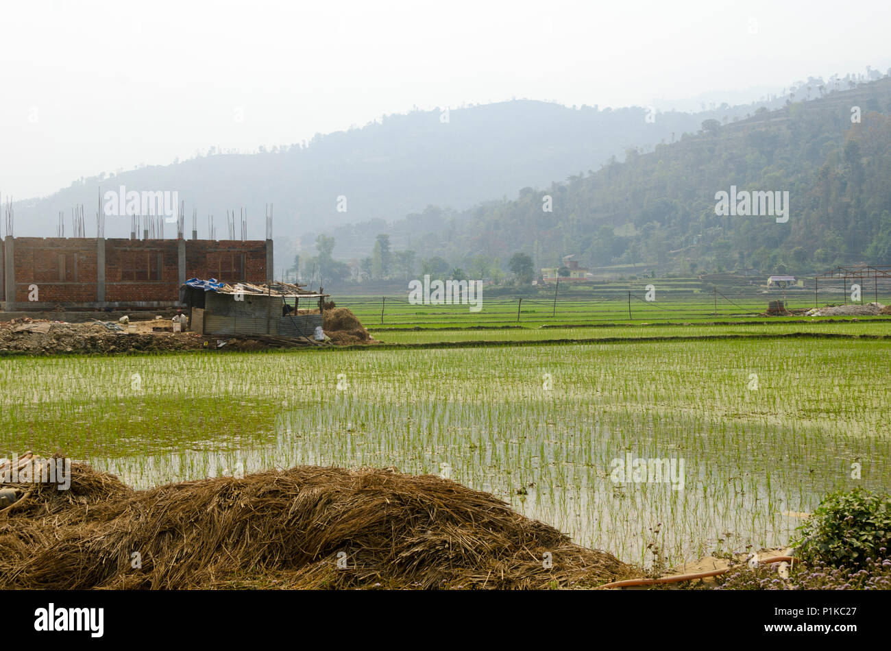 Rice fields, Trishuli Valley, near Kathmandu, Nepal Stock Photo - Alamy