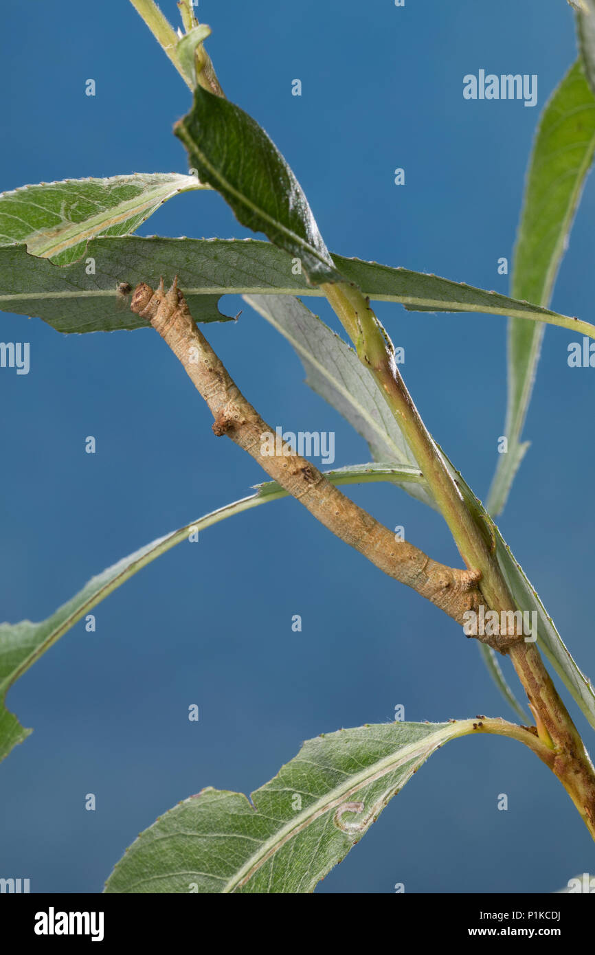 Oak beauty moth caterpillar hi-res stock photography and images - Alamy