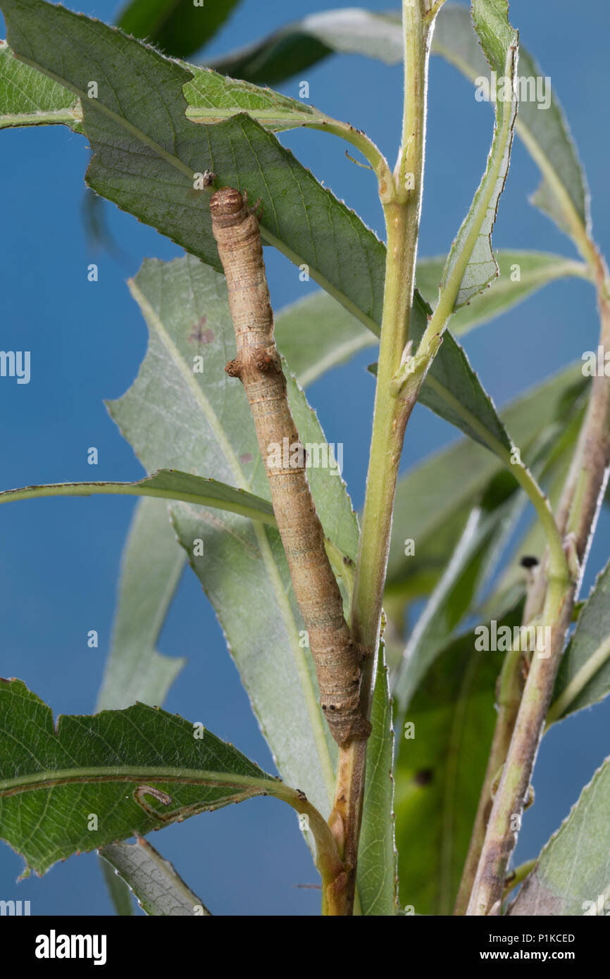 Consortaria hi-res stock photography and images - Alamy