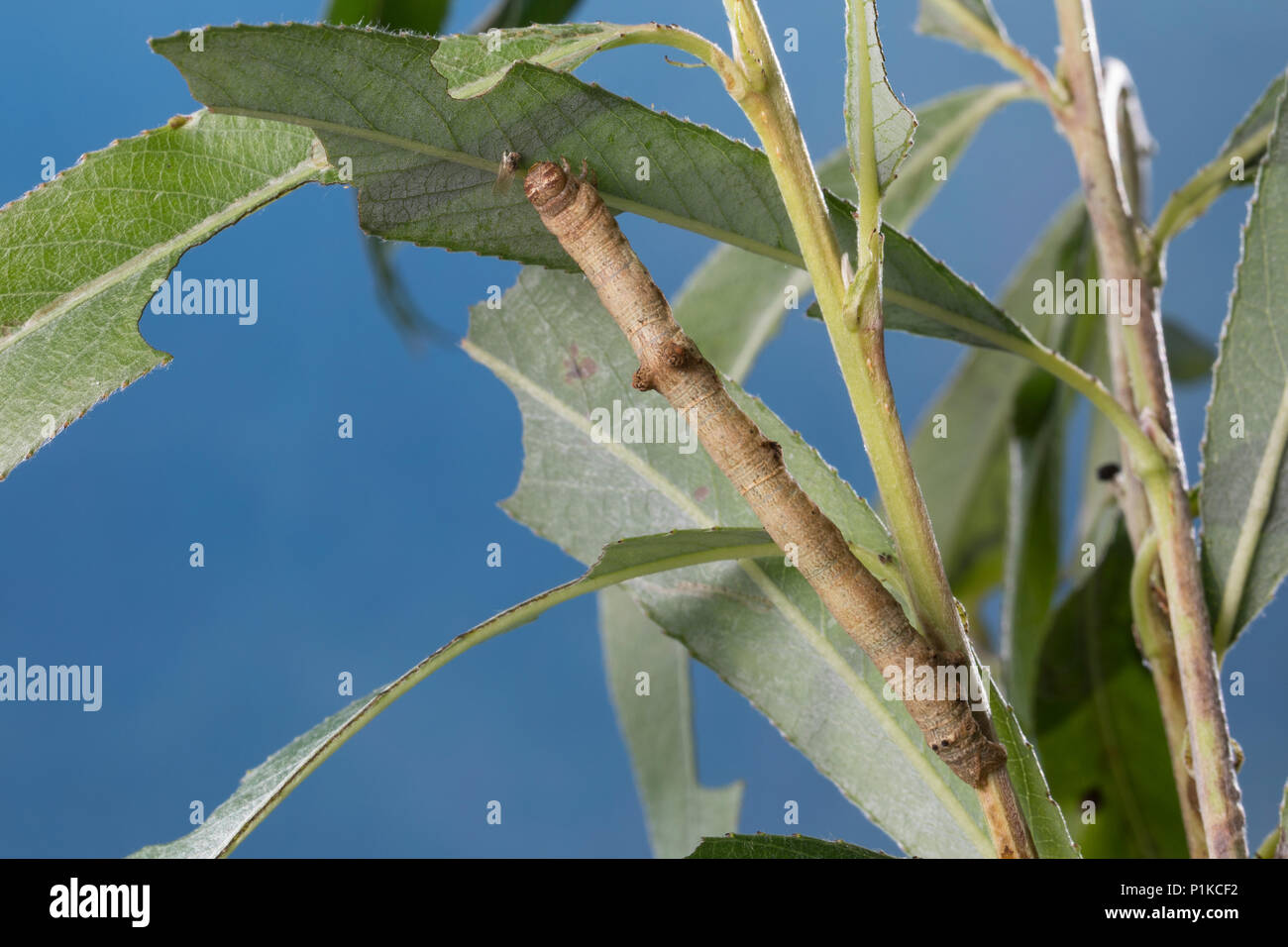 Aschgrauer Rindenspanner, Aschgrauer Baumspanner, Raupe, Mimese ...