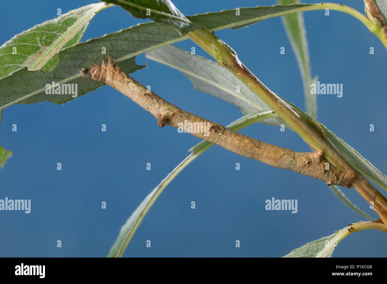 Aschgrauer Rindenspanner, Aschgrauer Baumspanner, Raupe, Mimese ...