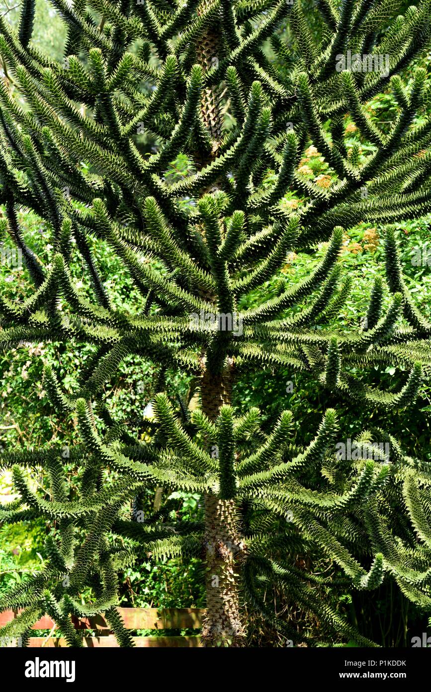 Spiky tree hi-res stock photography and images - Alamy