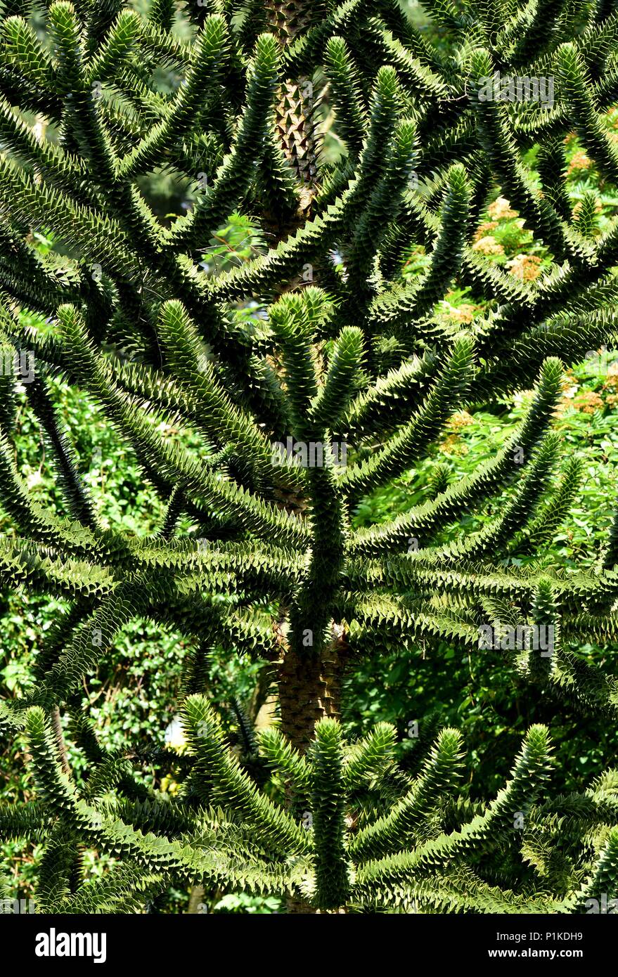 Monkey Puzzle Tree Stock Photo - Alamy