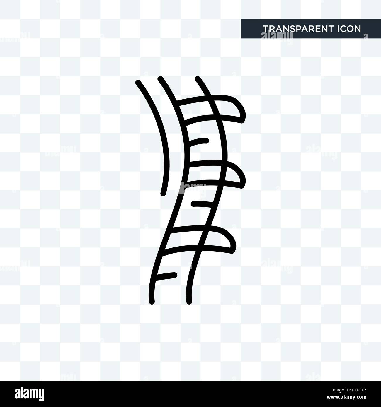 Human Spine vector icon isolated on transparent background, Human Spine ...