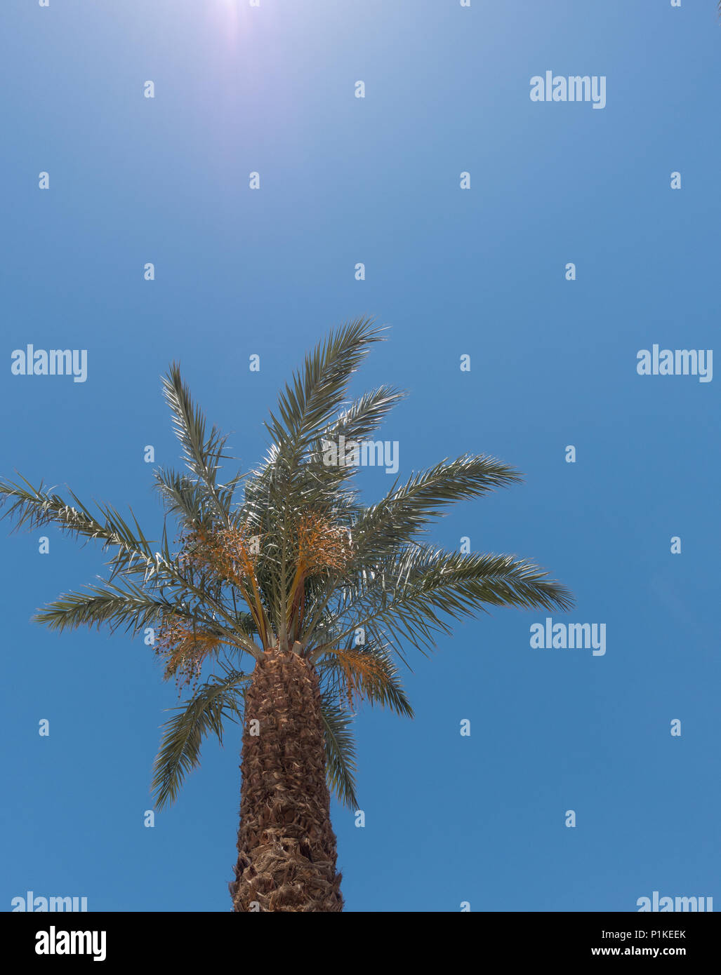 Palm tree in the mid morning sunshine against bright blue American sky ...
