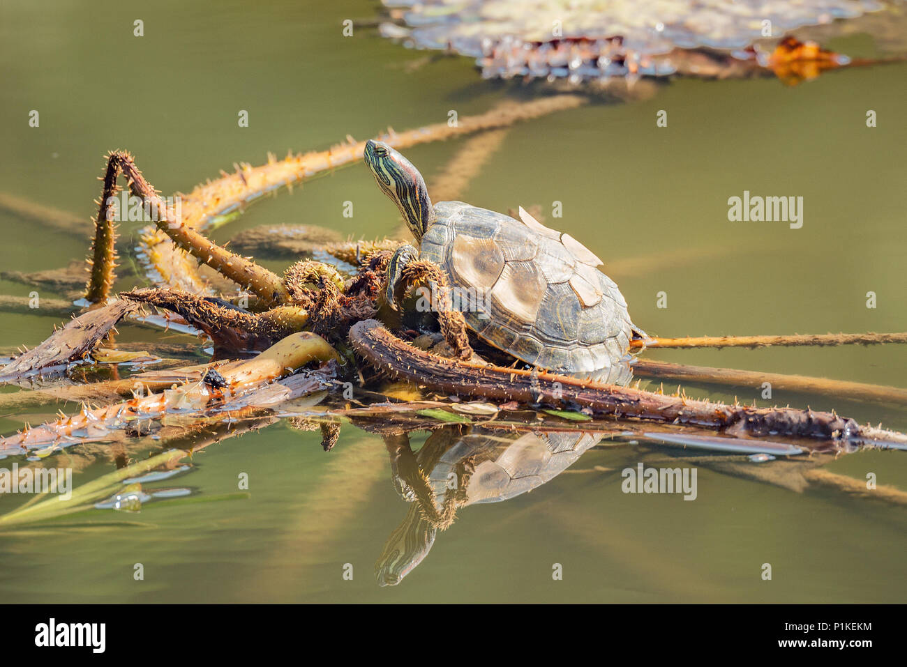 Chinese swamp turtle hi-res stock photography and images - Alamy