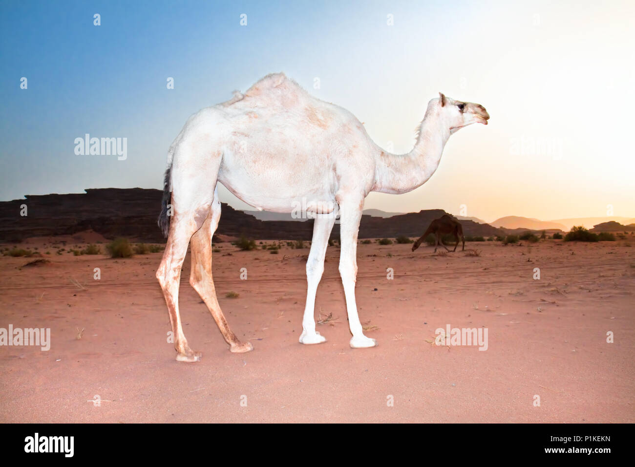 Camel shadows red desert hi-res stock photography and images - Alamy