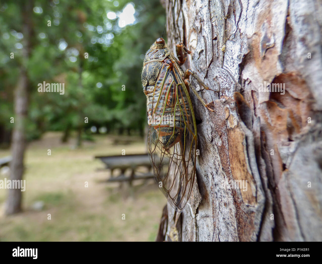 Single adult cicada Tibicina haematodes on the bark of the pine tree ...
