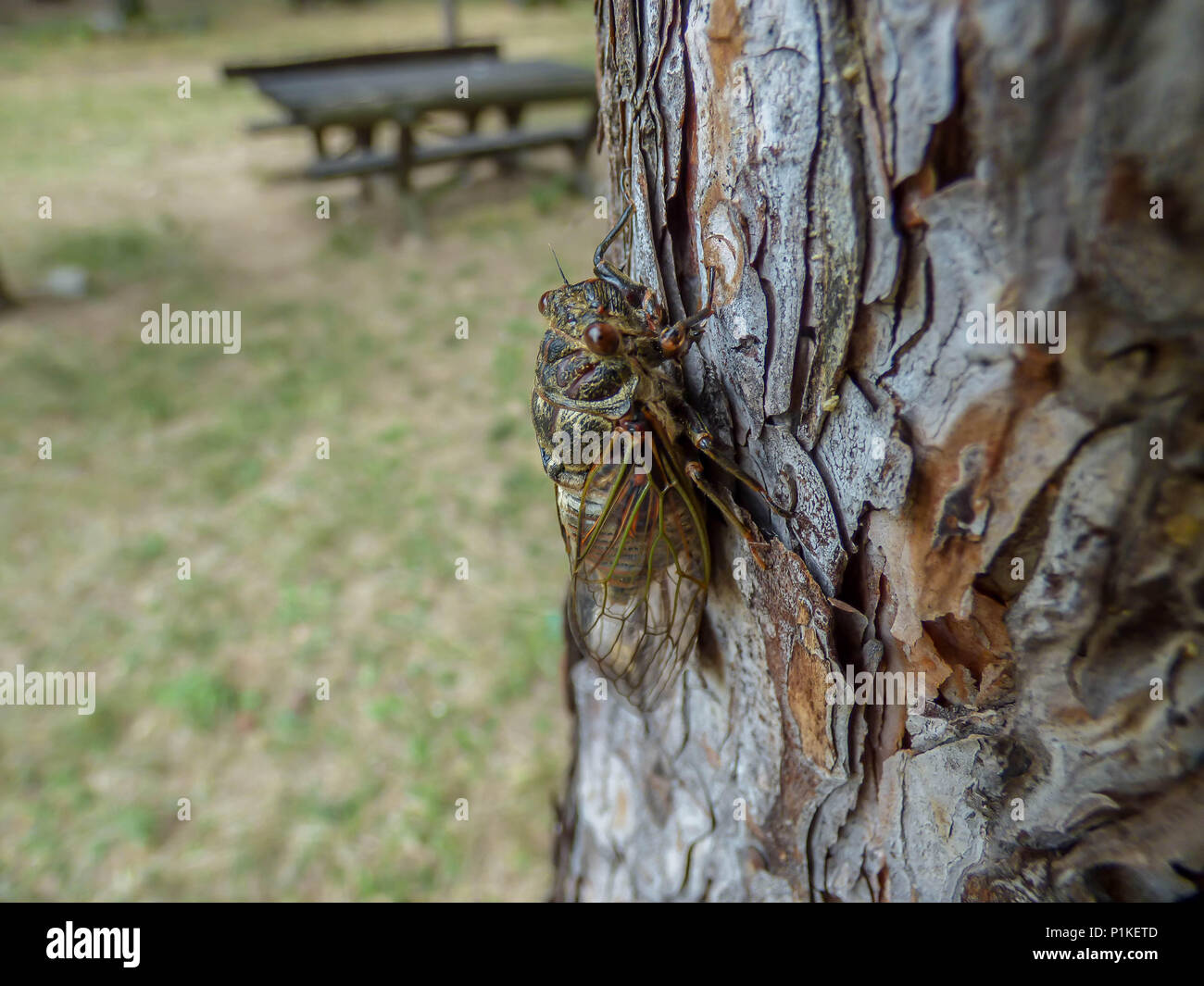 Common cicada hi-res stock photography and images - Alamy