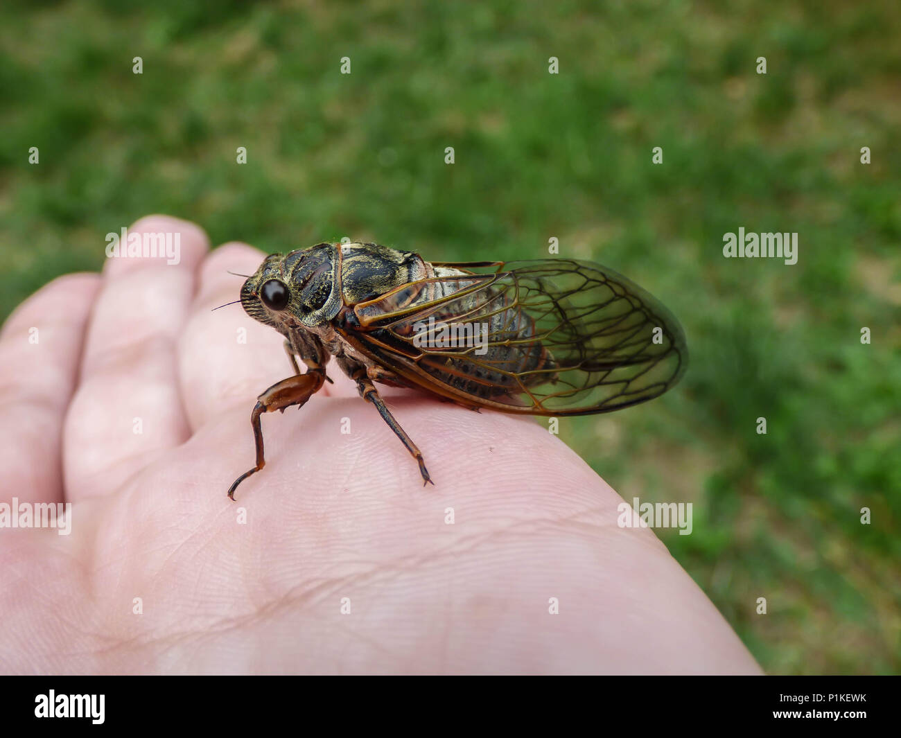Cicada on hand hi-res stock photography and images - Alamy