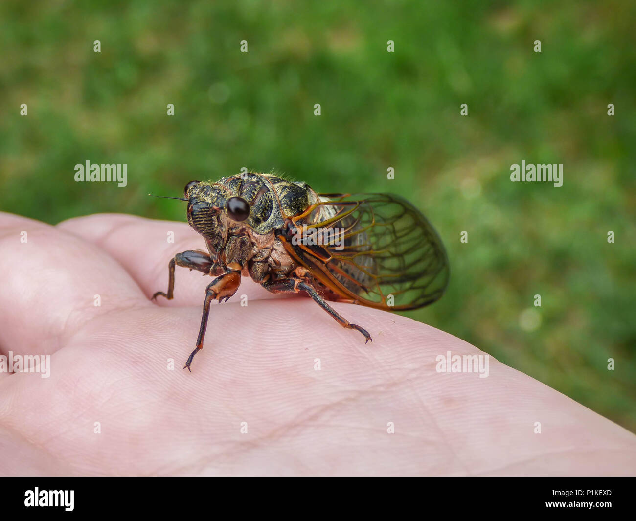 Cicada on hand hi-res stock photography and images - Alamy