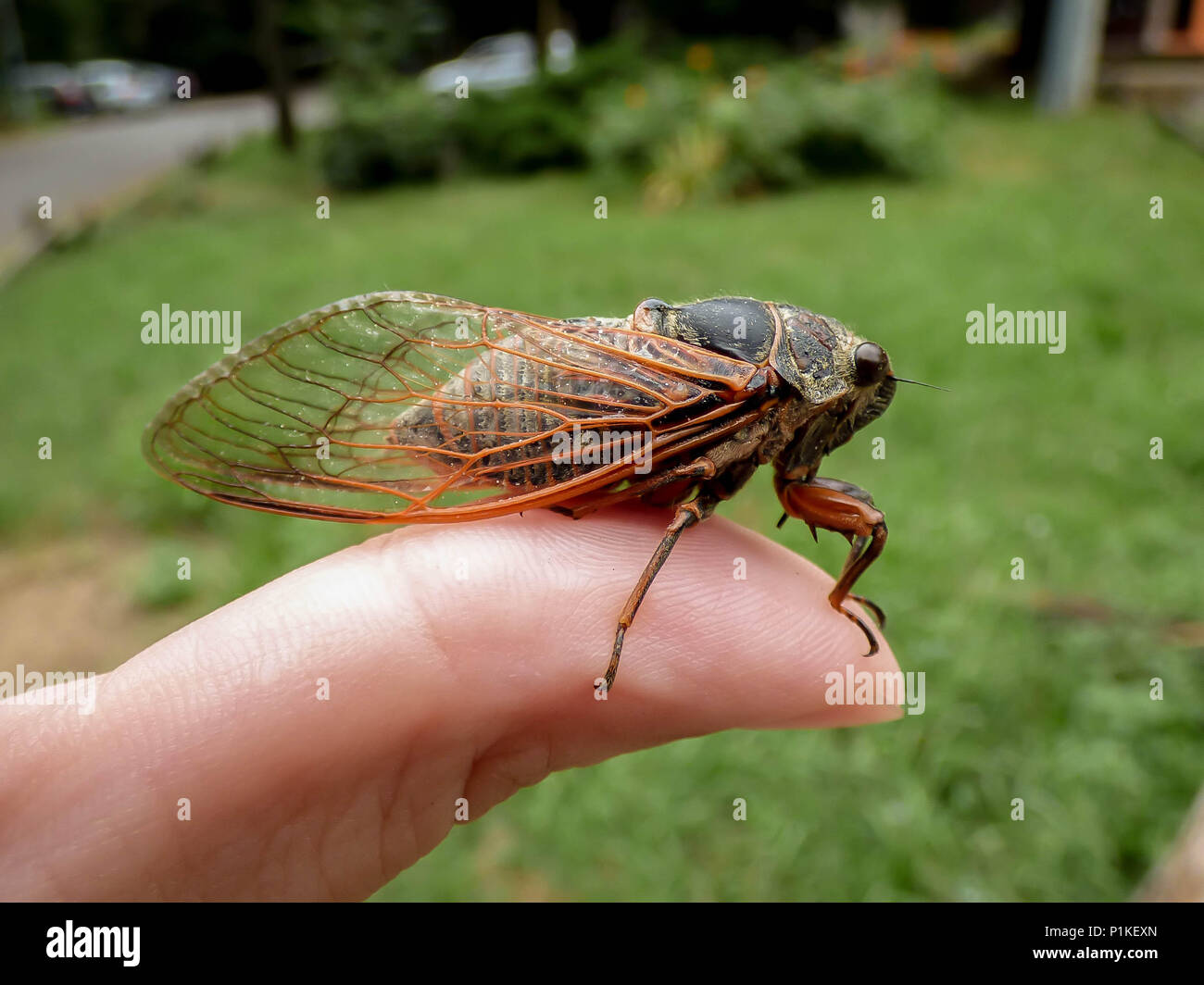 Single adult cicada Tibicina haematodes with orange veins on the wings ...