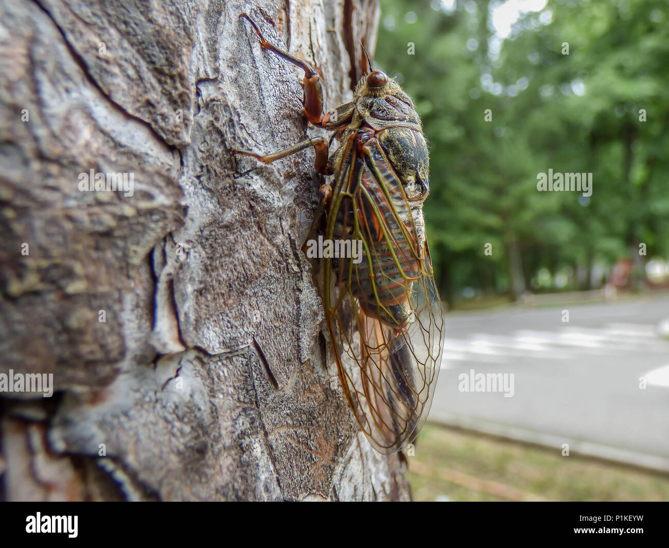 Adult cicada hi-res stock photography and images - Alamy