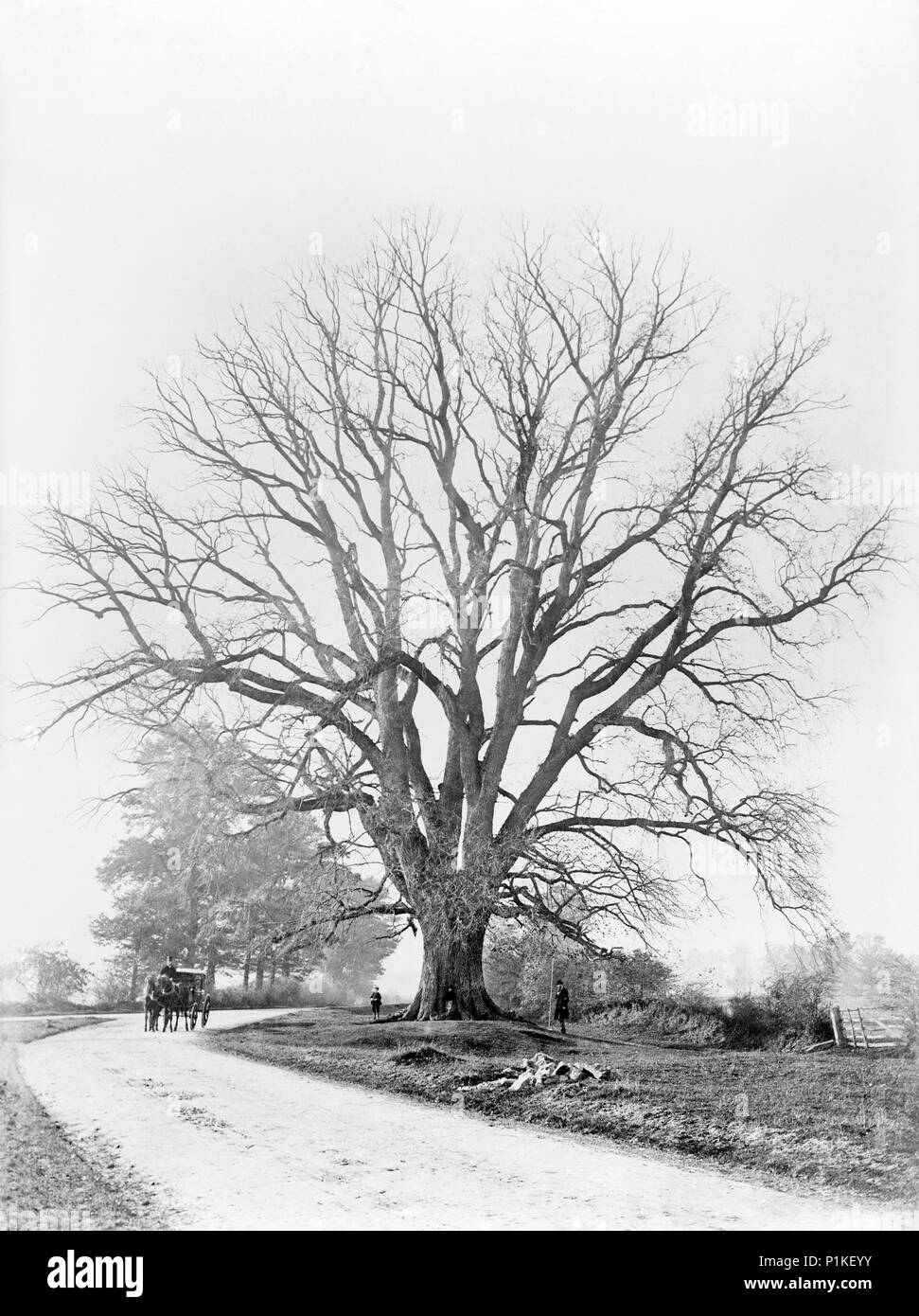 The Fyfield Elm, Fyfield, Oxfordshire, 1867. Artist: Henry Taunt Stock ...