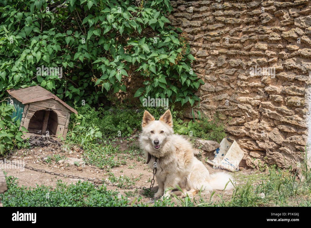 Watchdog chain dog hi-res stock photography and images - Alamy