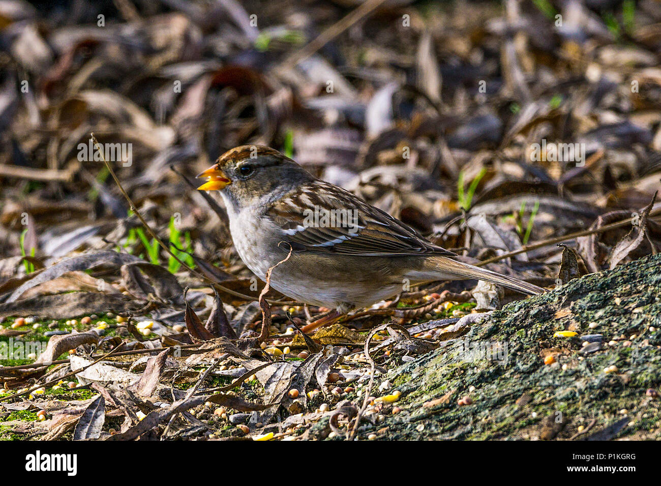 Seed scatter hi-res stock photography and images - Alamy