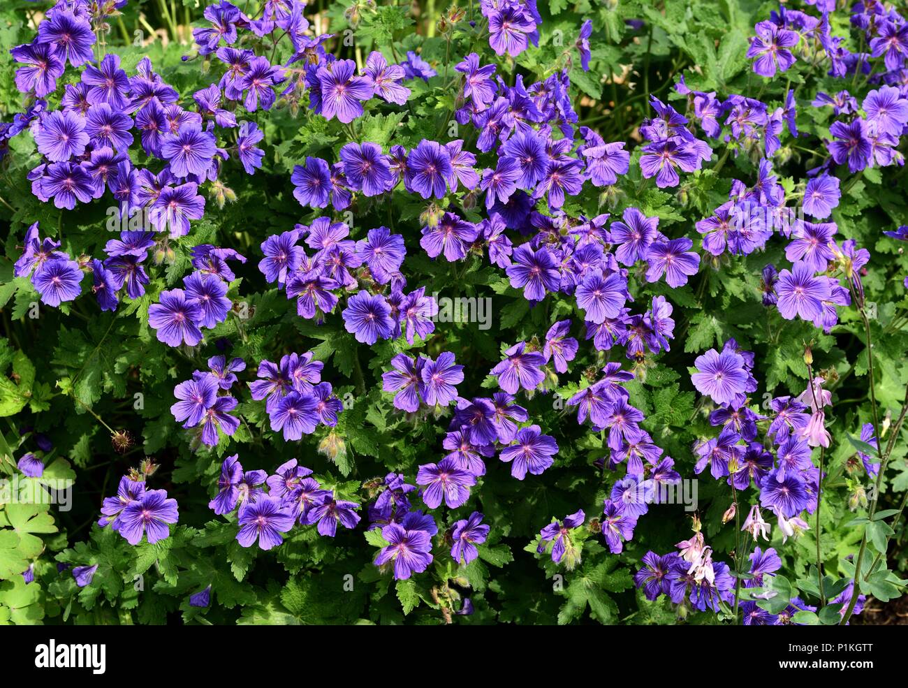Blue geranium hi-res stock photography and images - Alamy