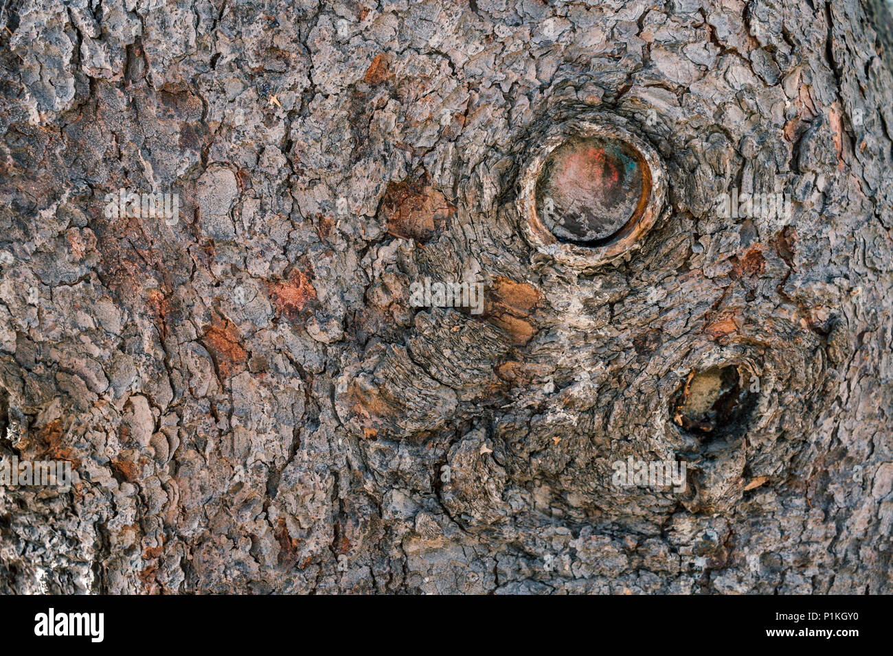 Natural wood background of gray-brown tree bark with round holes Stock ...