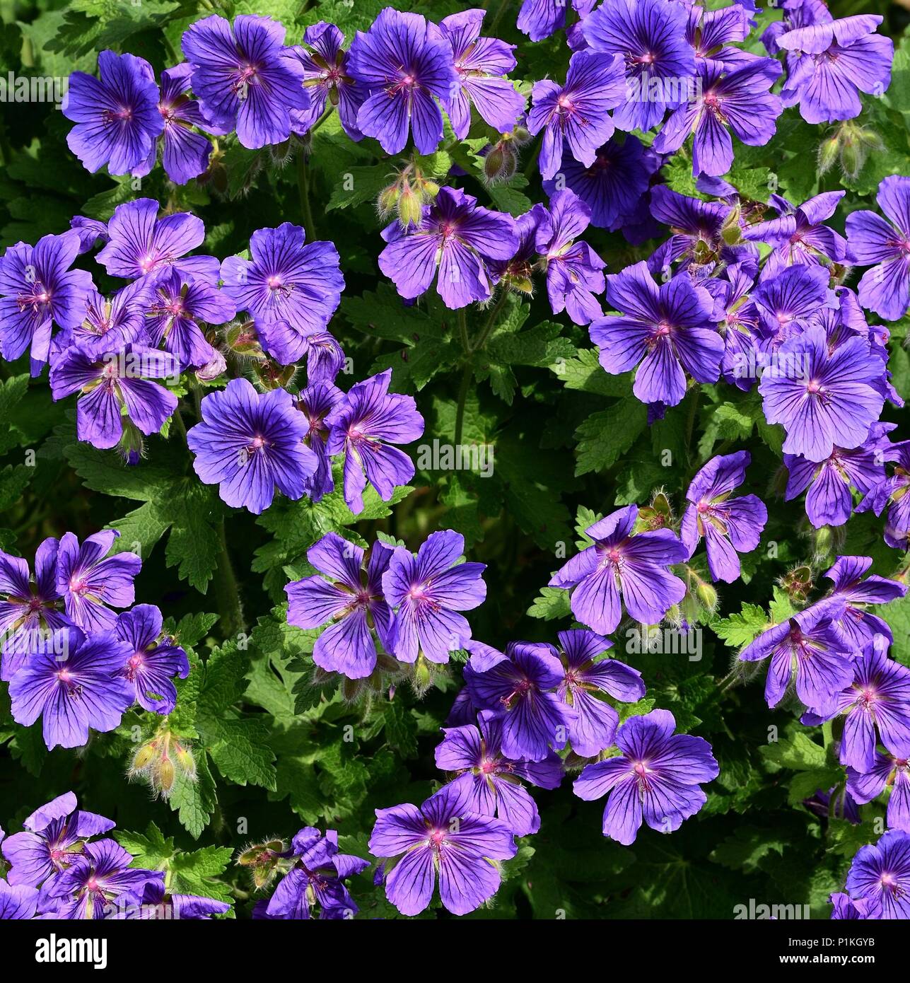 Blue geranium hi-res stock photography and images - Alamy