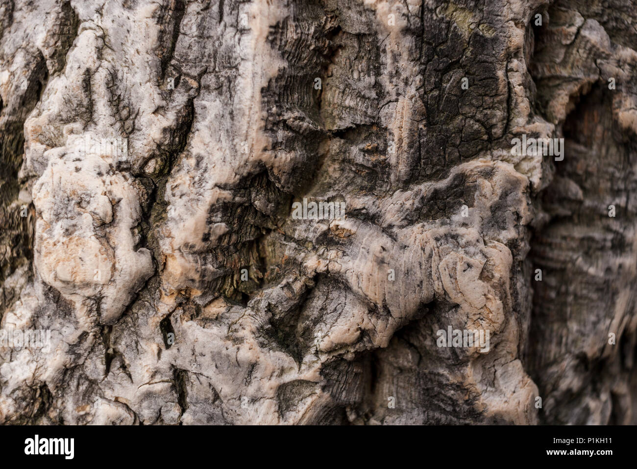 Cork tree bark hi-res stock photography and images - Alamy