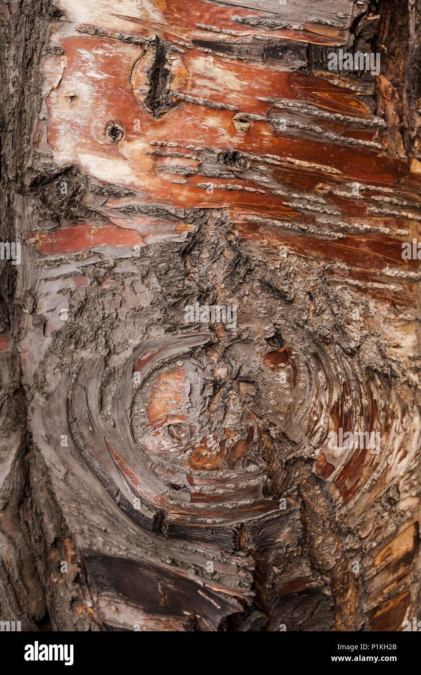 Textured uneven and nonuniform brown-red tree bark as background Stock ...