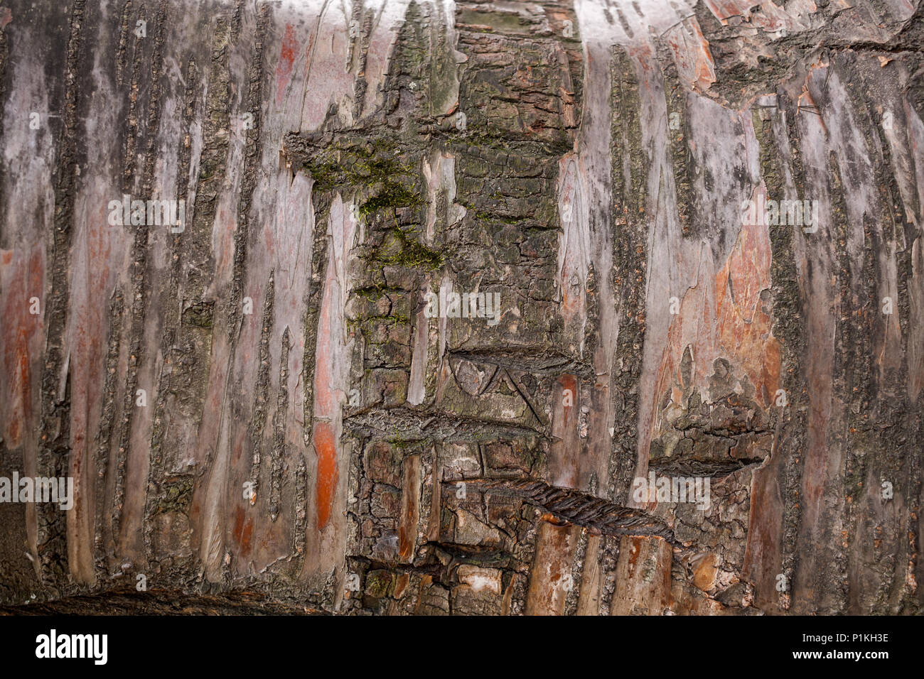 Striped bark hi-res stock photography and images - Alamy