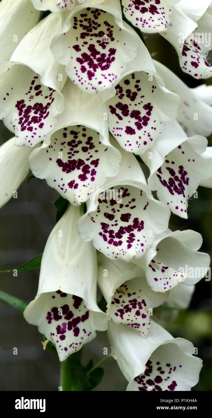 Closeup of white Digitalis Stock Photo - Alamy