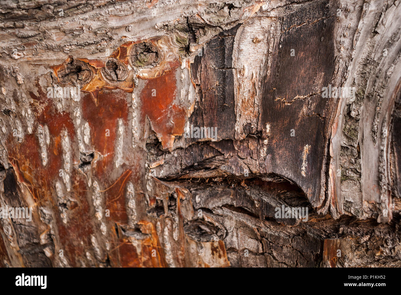 Close-up textured rough and rugged brown-red tree bark as background ...