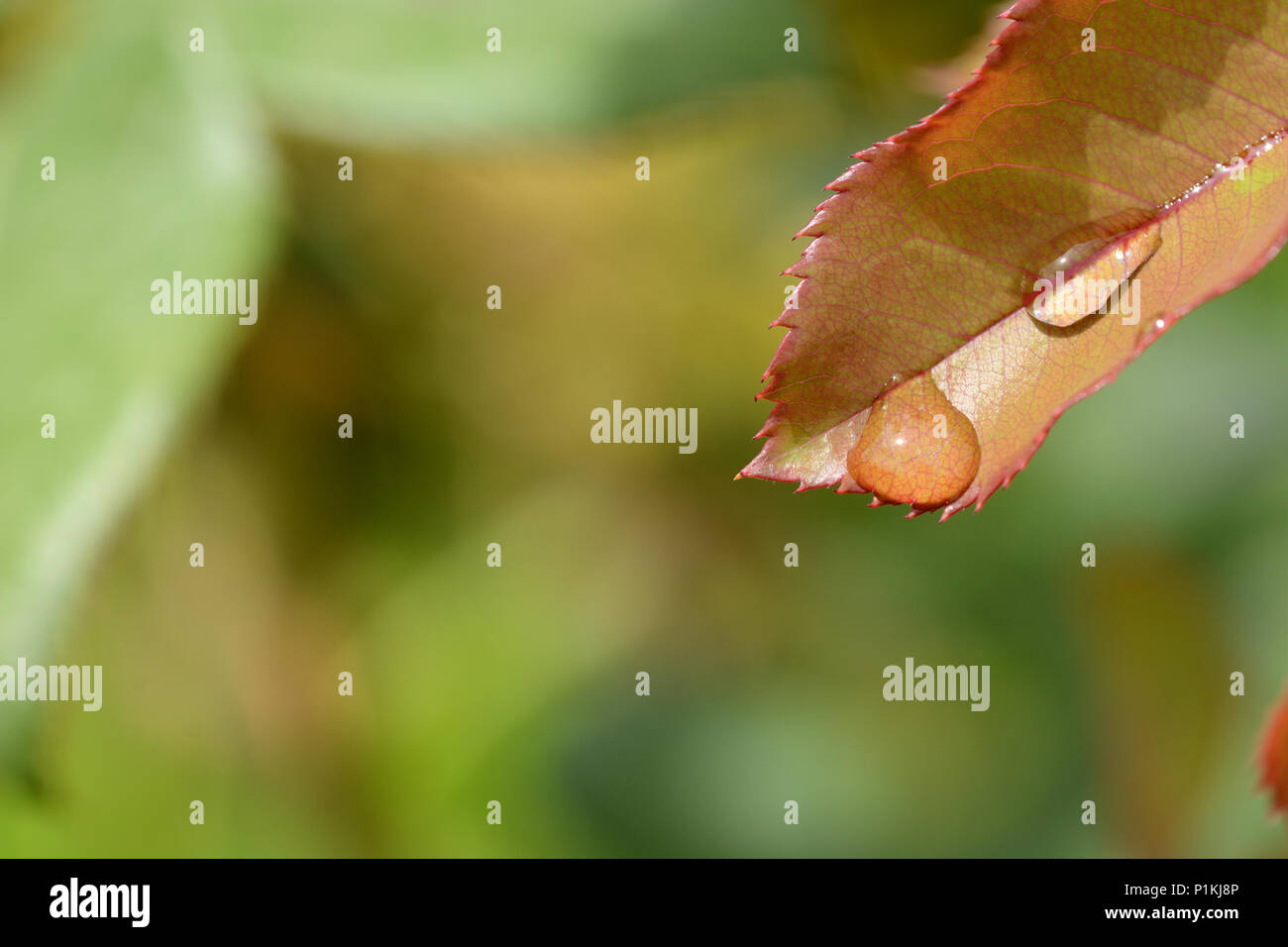 Empty water park hi-res stock photography and images - Alamy